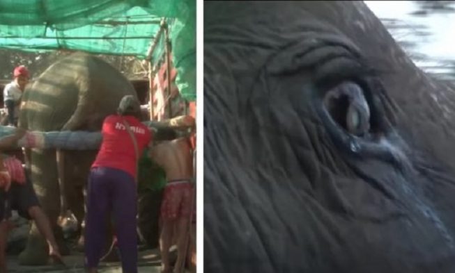 An elephant who suffered 50 years of maltreatment is heard crying as ...